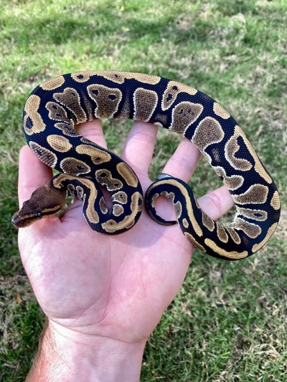 Mahogany Het Albino Ball Python by Frameshift Reptiles LLC - MorphMarket