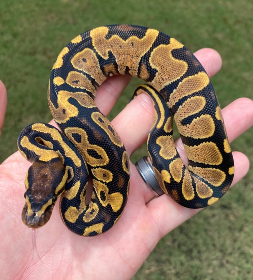 Mckenzie Yellowbelly Or Spark Ball Python by Frameshift Reptiles LLC