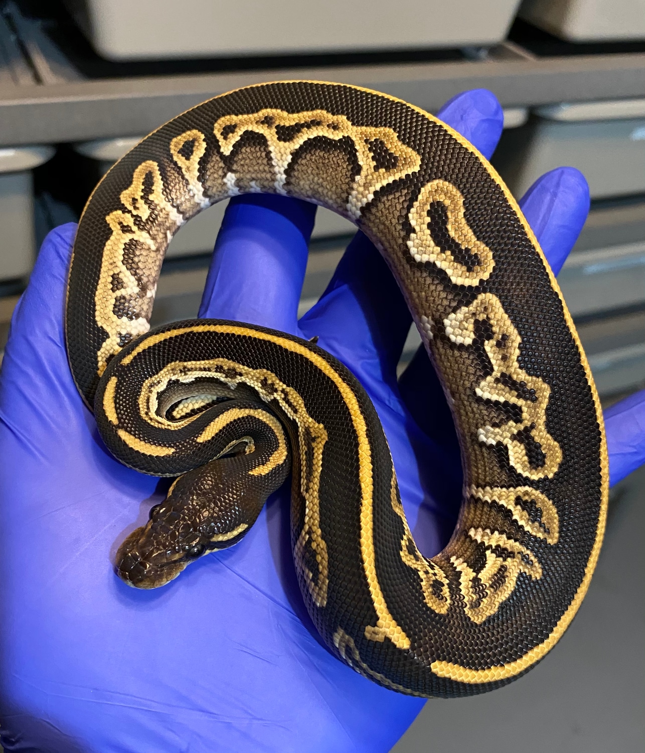 Blackhead Mojave Het Red Axanthic Possible Trick Ball Python by ...