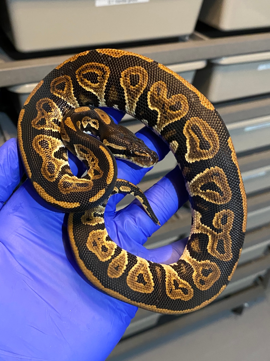 Blackhead Ball Python by Frameshift Reptiles LLC - MorphMarket