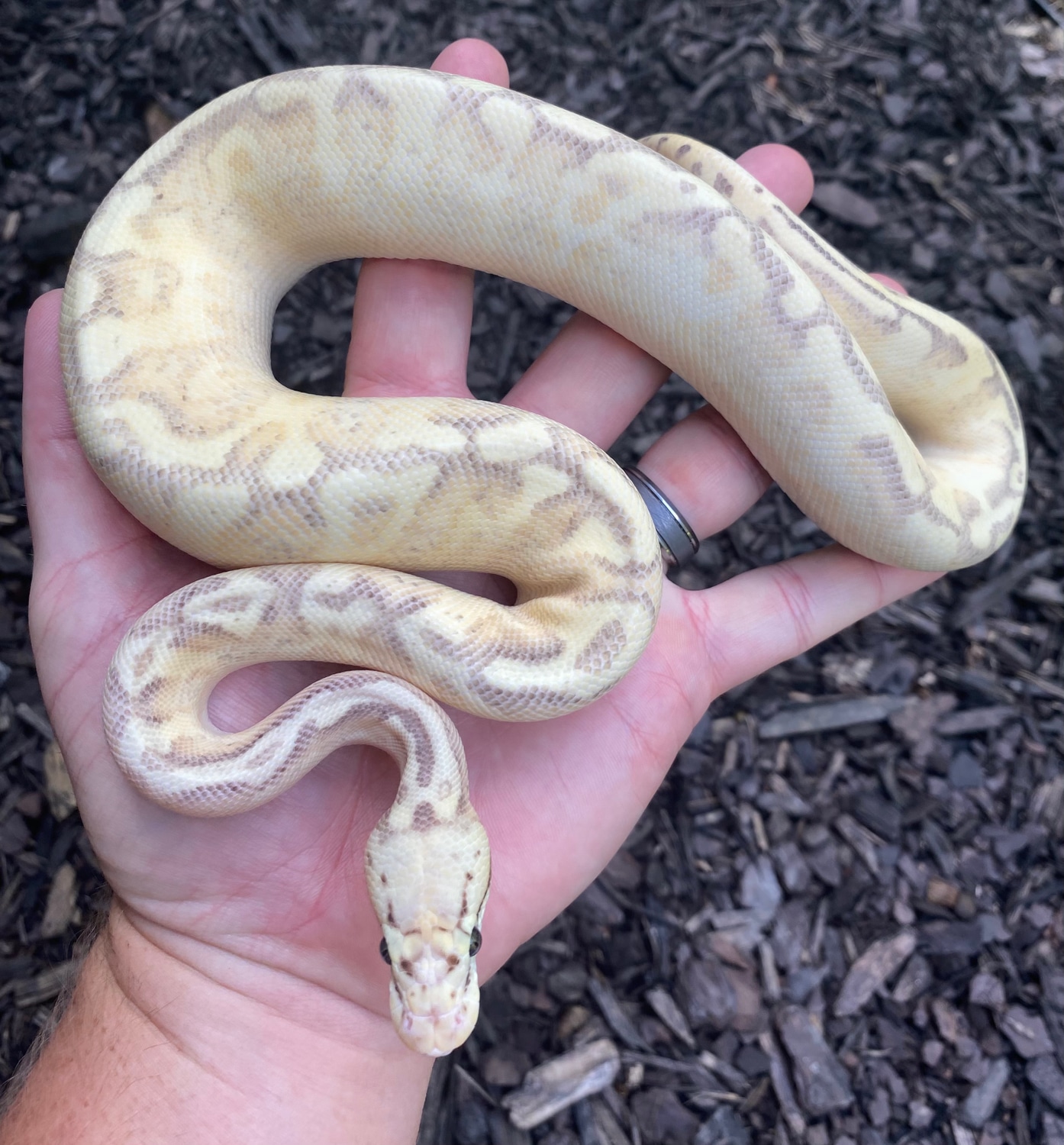 Bumblebee Highway Ball Python by Frameshift Reptiles LLC - MorphMarket