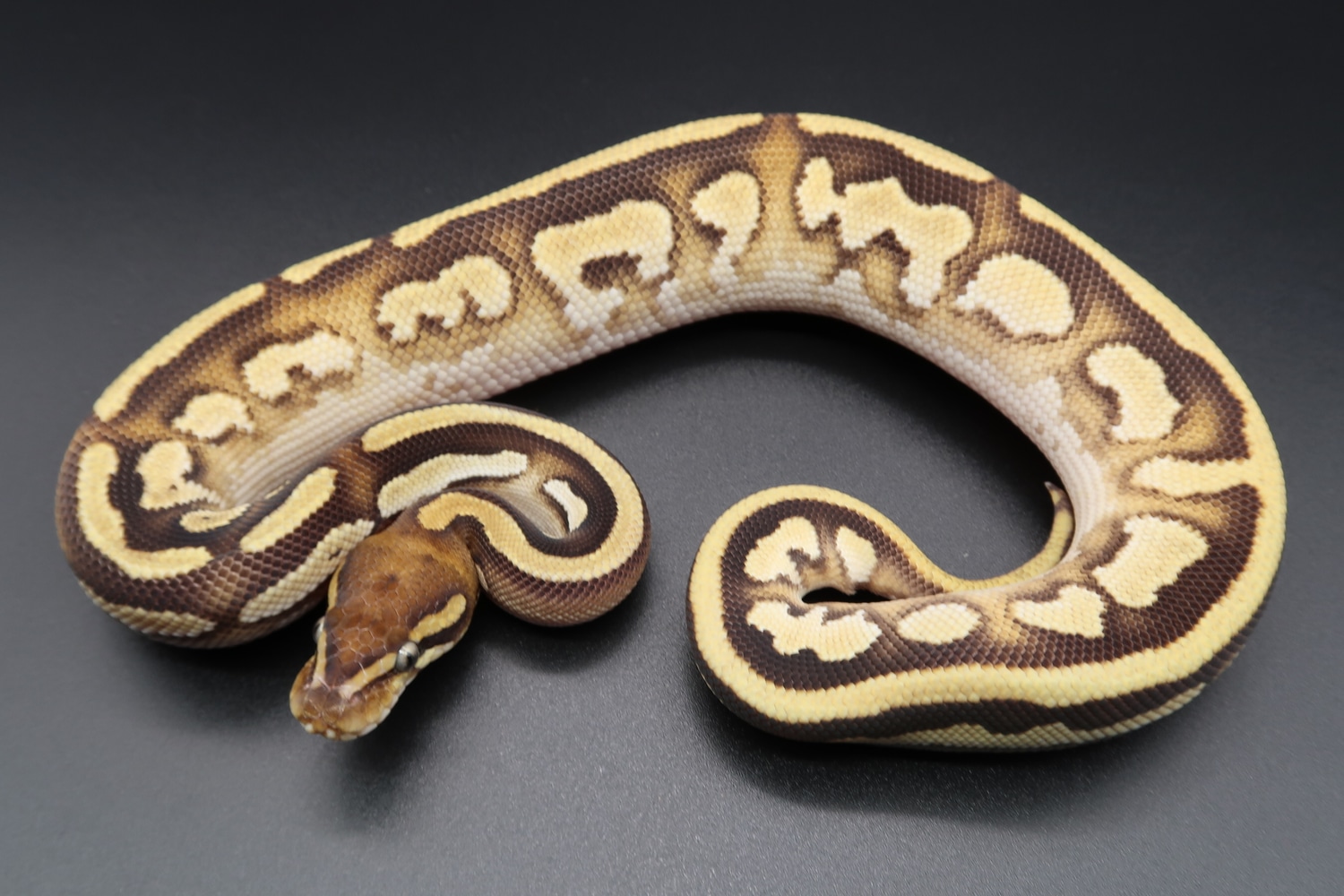 Orange Dream Mojave Het Pied Ball Python by Frameshift Reptiles LLC ...