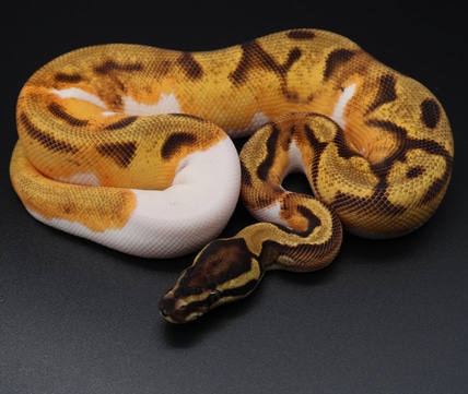Orange Dream Spotnose Freeway Ball Python by Frameshift Reptiles LLC ...