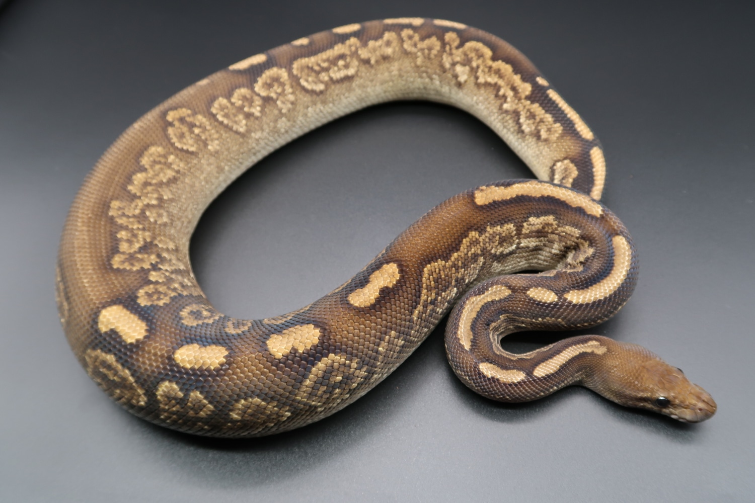 Black Pastel Mahogany Calico Het Albino Ball Python by Frameshift ...