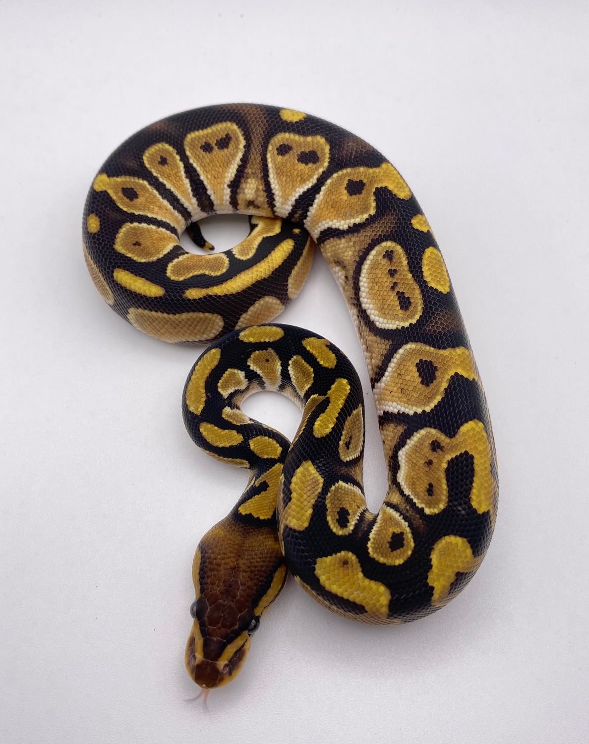 Orange Dream Wookie Ball Python by Frameshift Reptiles LLC - MorphMarket