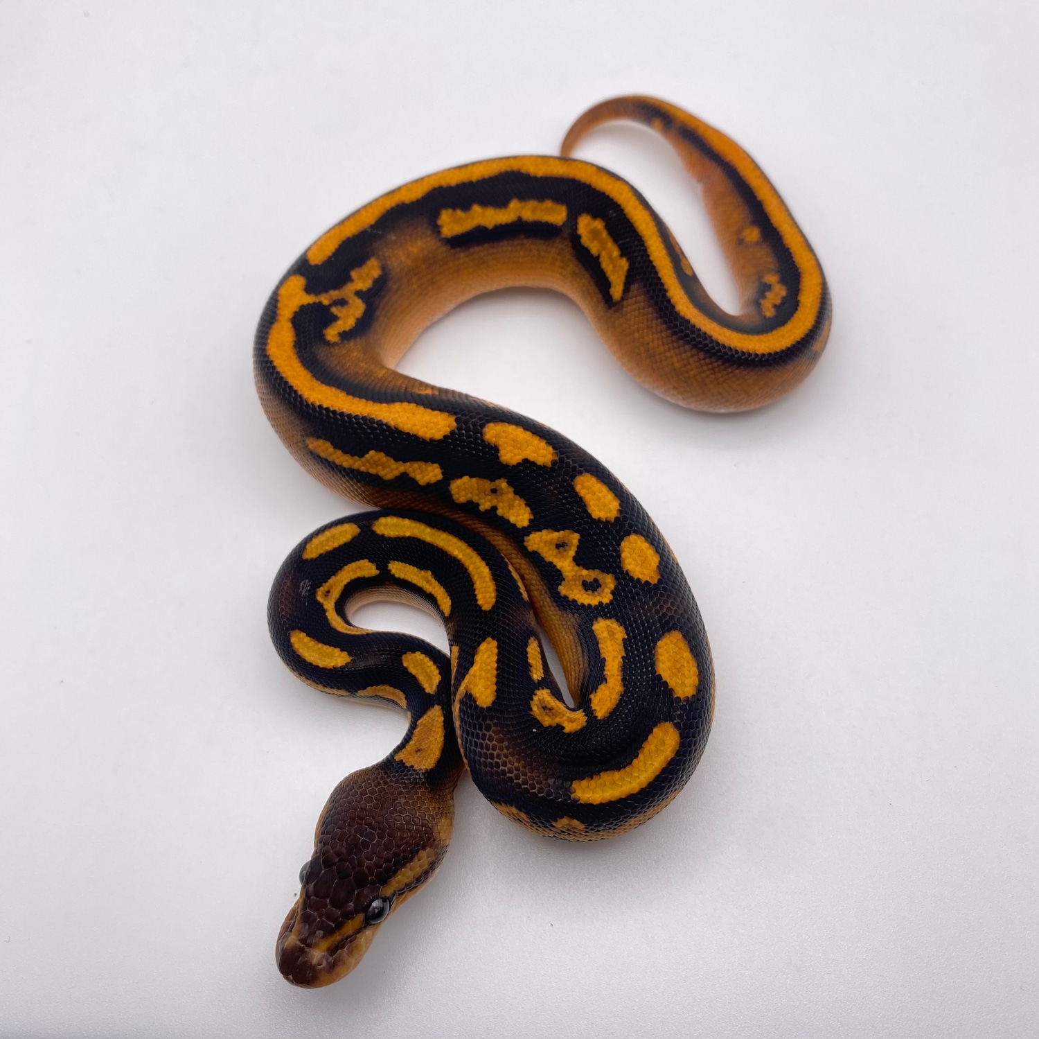 Orange Dream Black Pastel Wookie Fire Yellowbelly Ball Python by ...