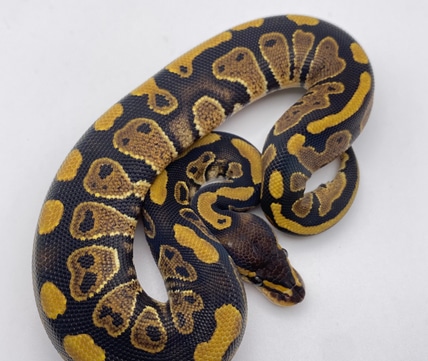 Orange Dream Spotnose Freeway Ball Python by Frameshift Reptiles LLC ...