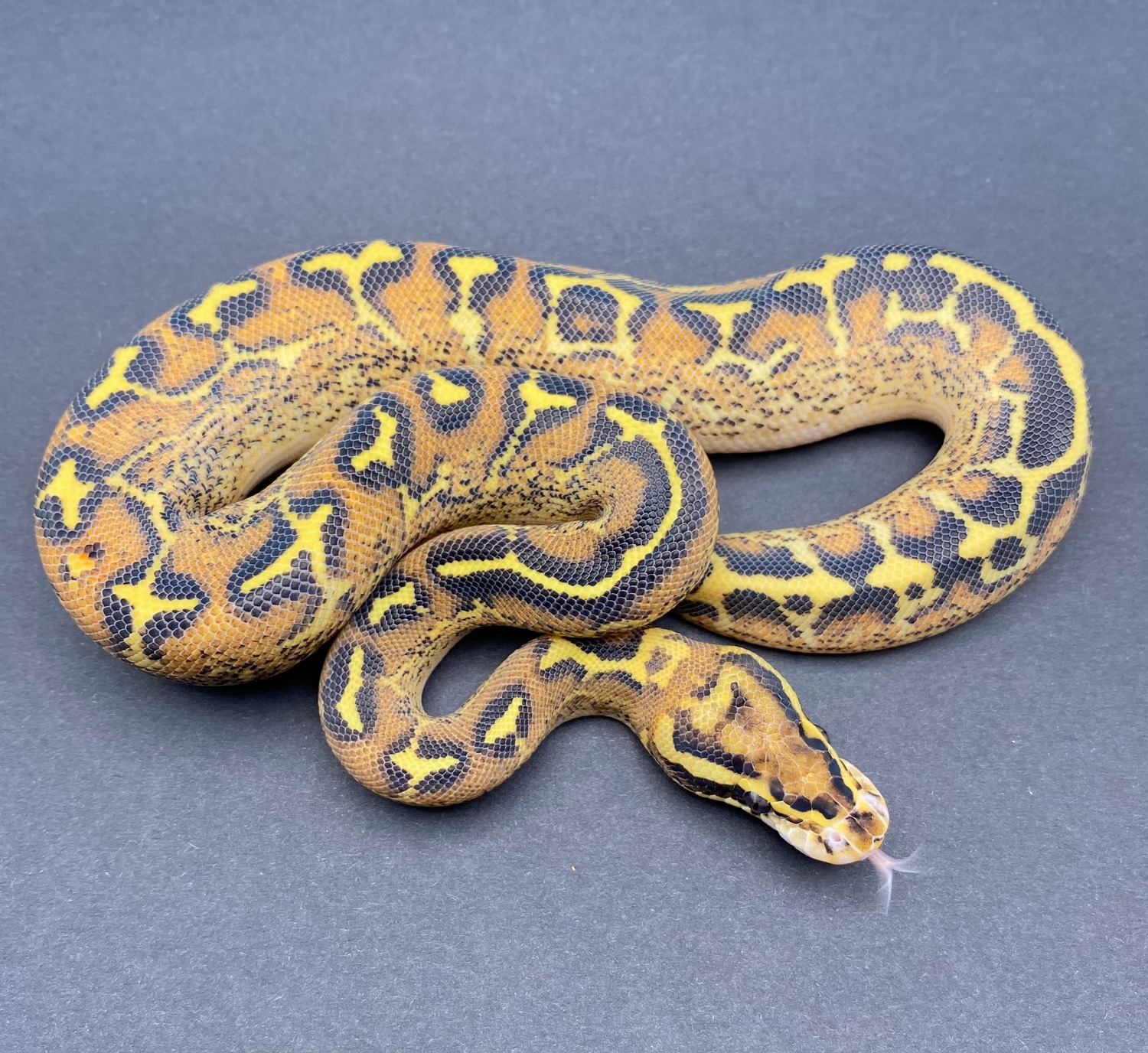 Enchi Spotnose Orange Dream Freeway 50% Het Clown Ball Python by ...