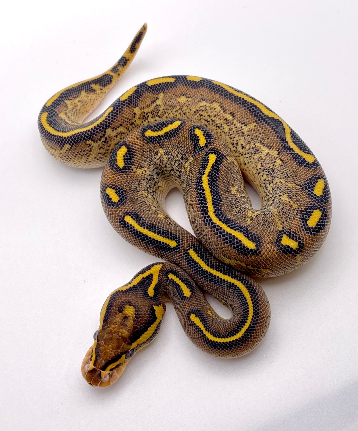 Freeway 50% Het Clown Ball Python by Frameshift Reptiles LLC - MorphMarket