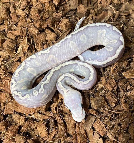 GHI Pastave Hypo Ball Python by Frameshift Reptiles LLC
