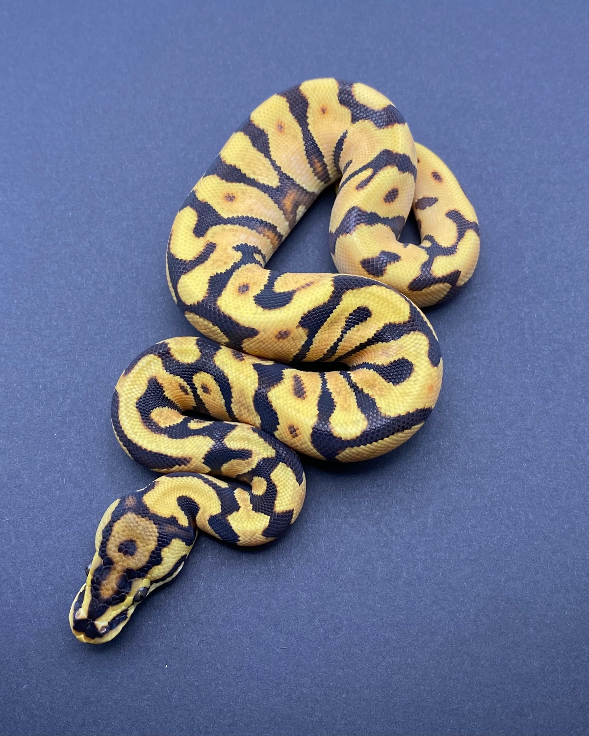 Orange Dream Spotnose Enchi Yellowbelly Or Asphalt 50% Het Clown Ball ...
