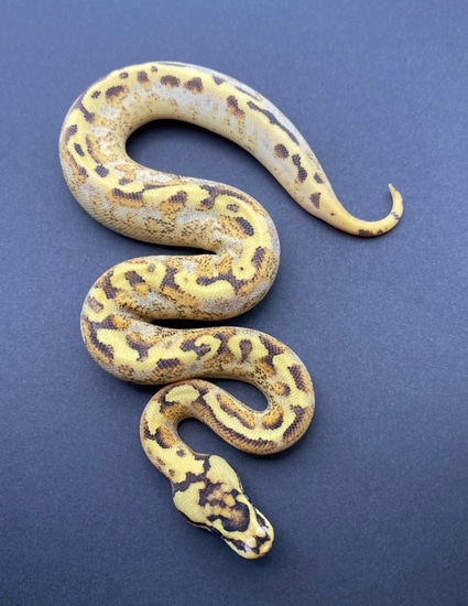Spider Enchi Freeway Ball Python by Frameshift Reptiles LLC