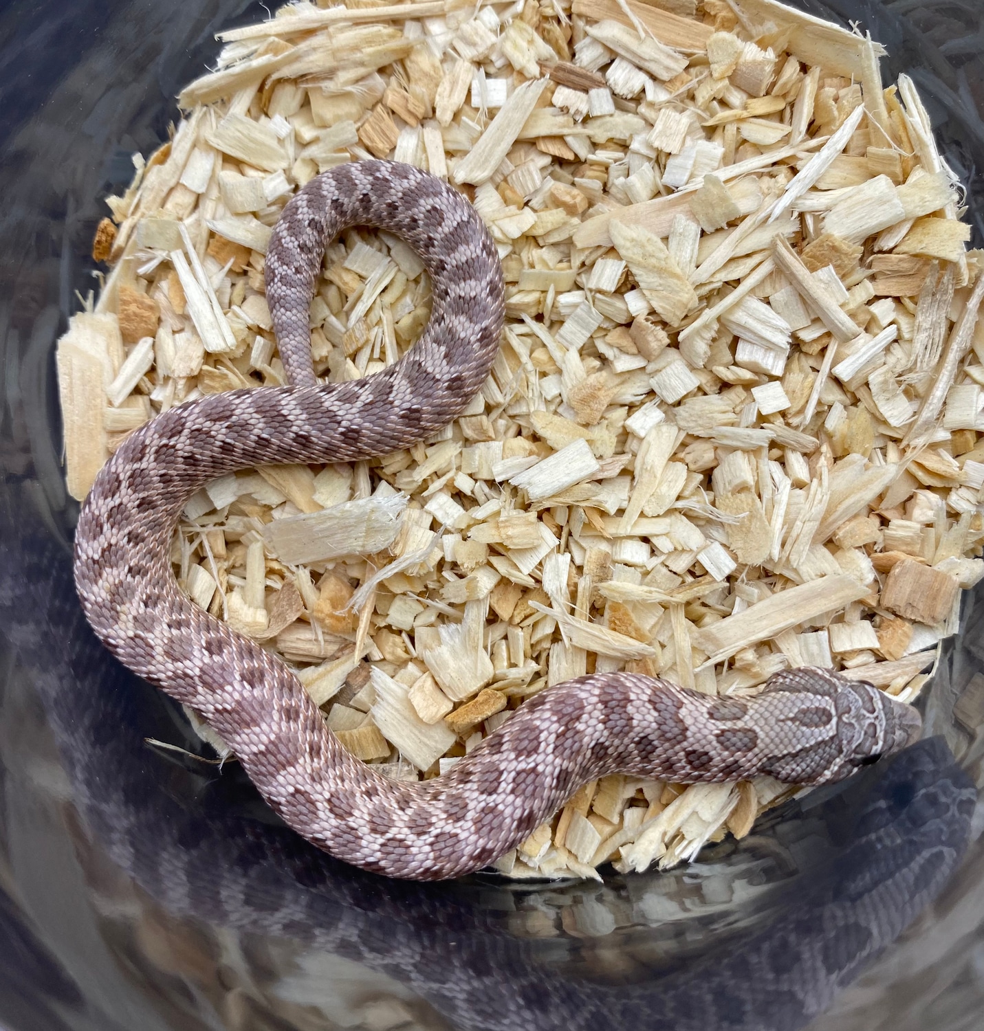 Lavender 50% Het Albino Western Hognose by Frameshift Reptiles LLC ...