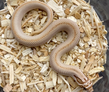 Super Anaconda Het Toffeebelly Western Hognose by Frameshift Reptiles LLC - MorphMarket