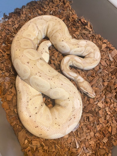 Banana Het Red Axanthic Ball Python by Frameshift Reptiles LLC