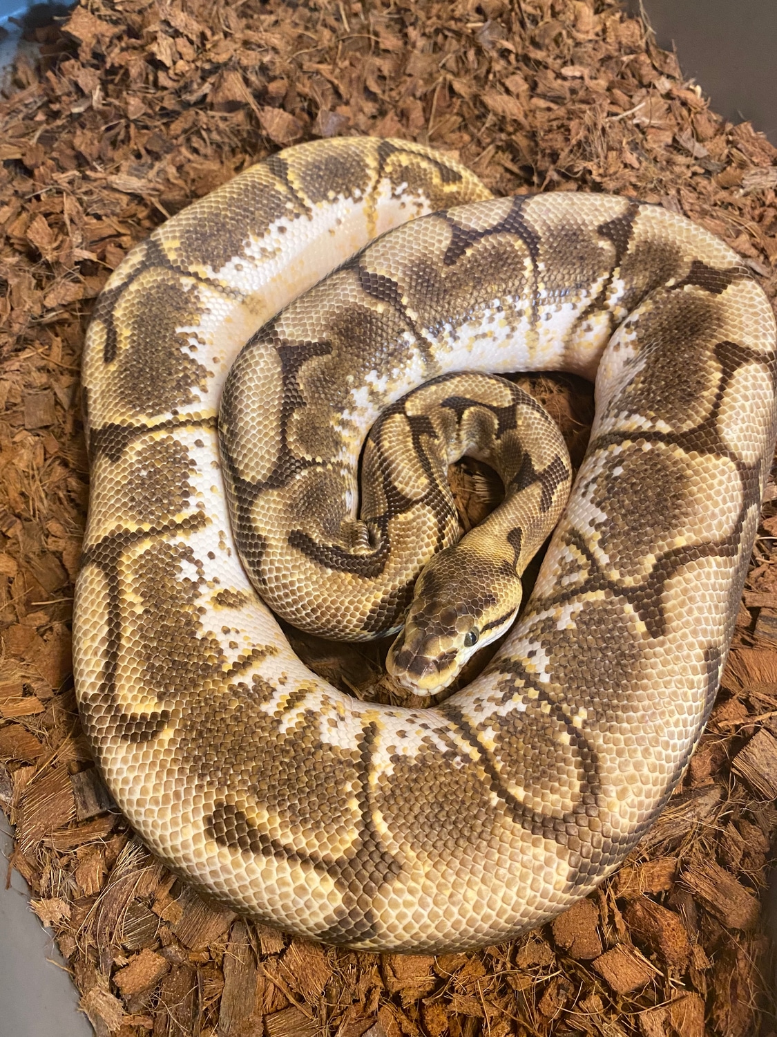 Spider Asphalt Ball Python by Frameshift Reptiles LLC - MorphMarket