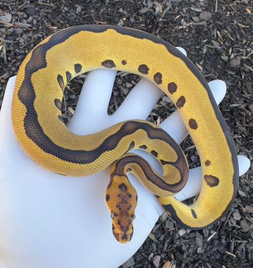 Leopard Orange Dream Clown Ball Python by Frameshift Reptiles LLC