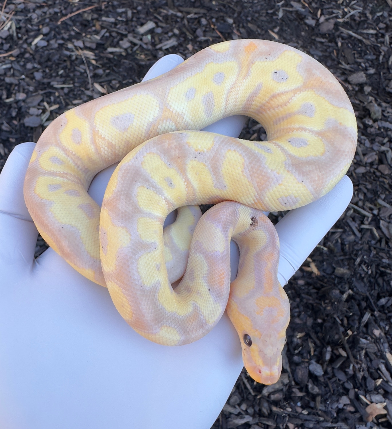 Banana GHI Yellowbelly Clown Ball Python by Frameshift Reptiles LLC ...