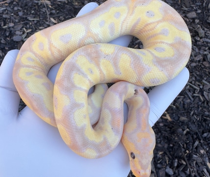 Orange Dream Spotnose Freeway Ball Python by Frameshift Reptiles LLC ...