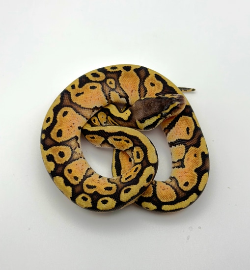 Pastel Red Stripe Pixel Het Genetic Stripe Ball Python by Frameshift ...