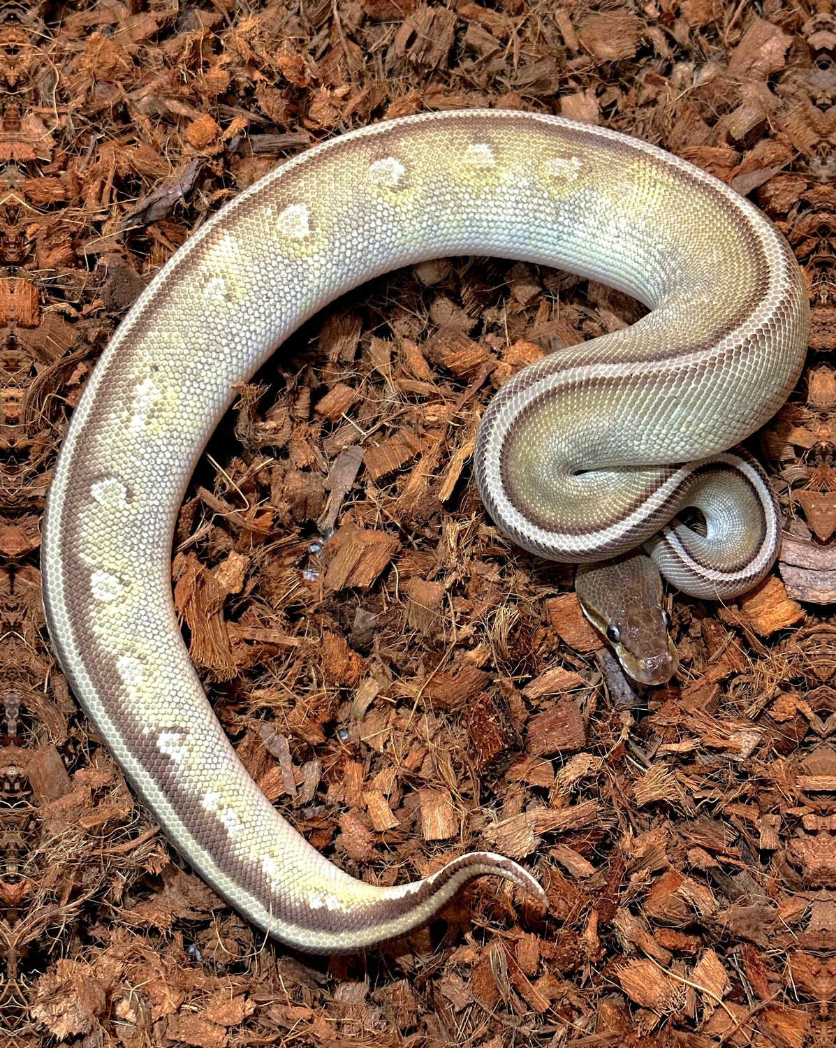 Bongo Hidden Gene Woma Mojave Ball Python by Frameshift Reptiles LLC ...