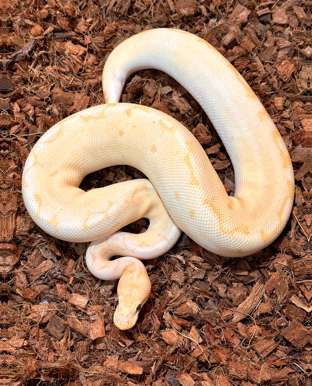 Banana Pinstripe Clown Ball Python by Frameshift Reptiles LLC - MorphMarket