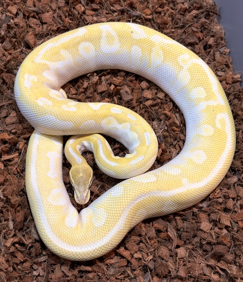 Proven Female Crystal Ball Python by Frameshift Reptiles LLC