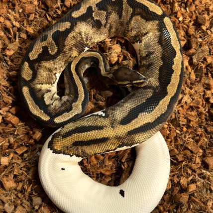 Orange Dream Wookie Black Pastel Yellowbelly Probable Fire Ball Python ...