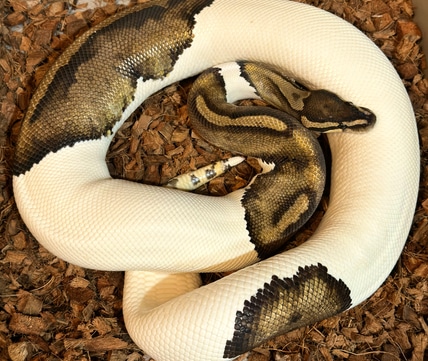 Orange Dream Wookie Black Pastel Yellowbelly Probable Fire Ball Python ...