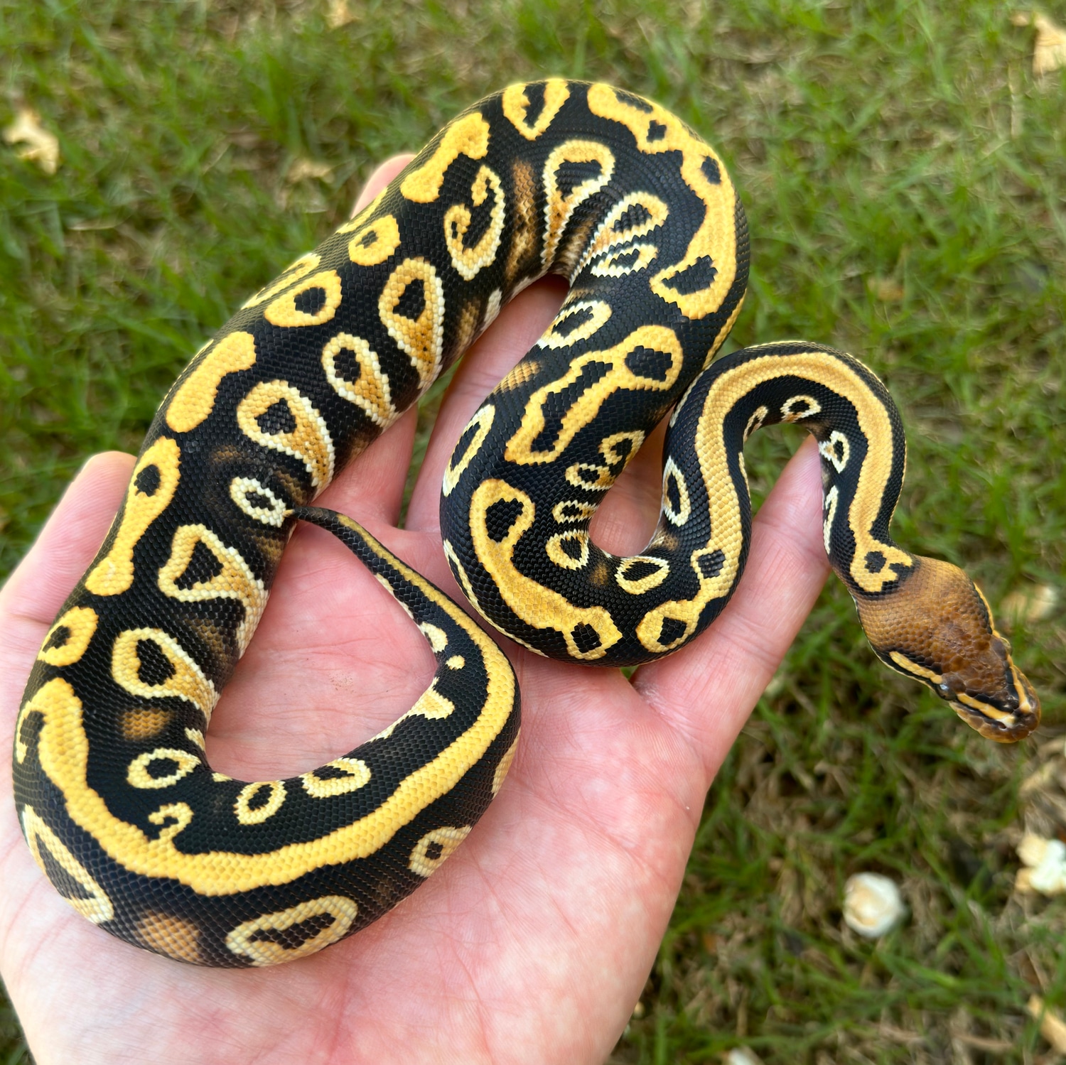 Cypress Orange Dream Lace Yellowbelly Het Clown Ball Python by ...