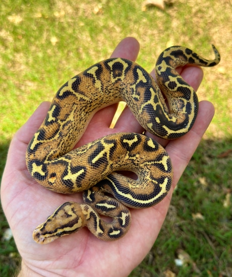 Orange Dream Spotnose Freeway Ball Python by Frameshift Reptiles LLC