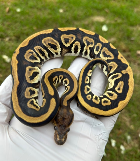 Cypress Leopard Possible Lace Het Clown Ball Python by Frameshift ...