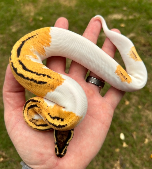 Pastel Orange Dream Specter Or Yellowbelly Pied Ball Python by ...