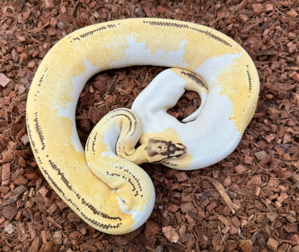 Orange Dream Spotnose Freeway Ball Python by Frameshift Reptiles LLC ...