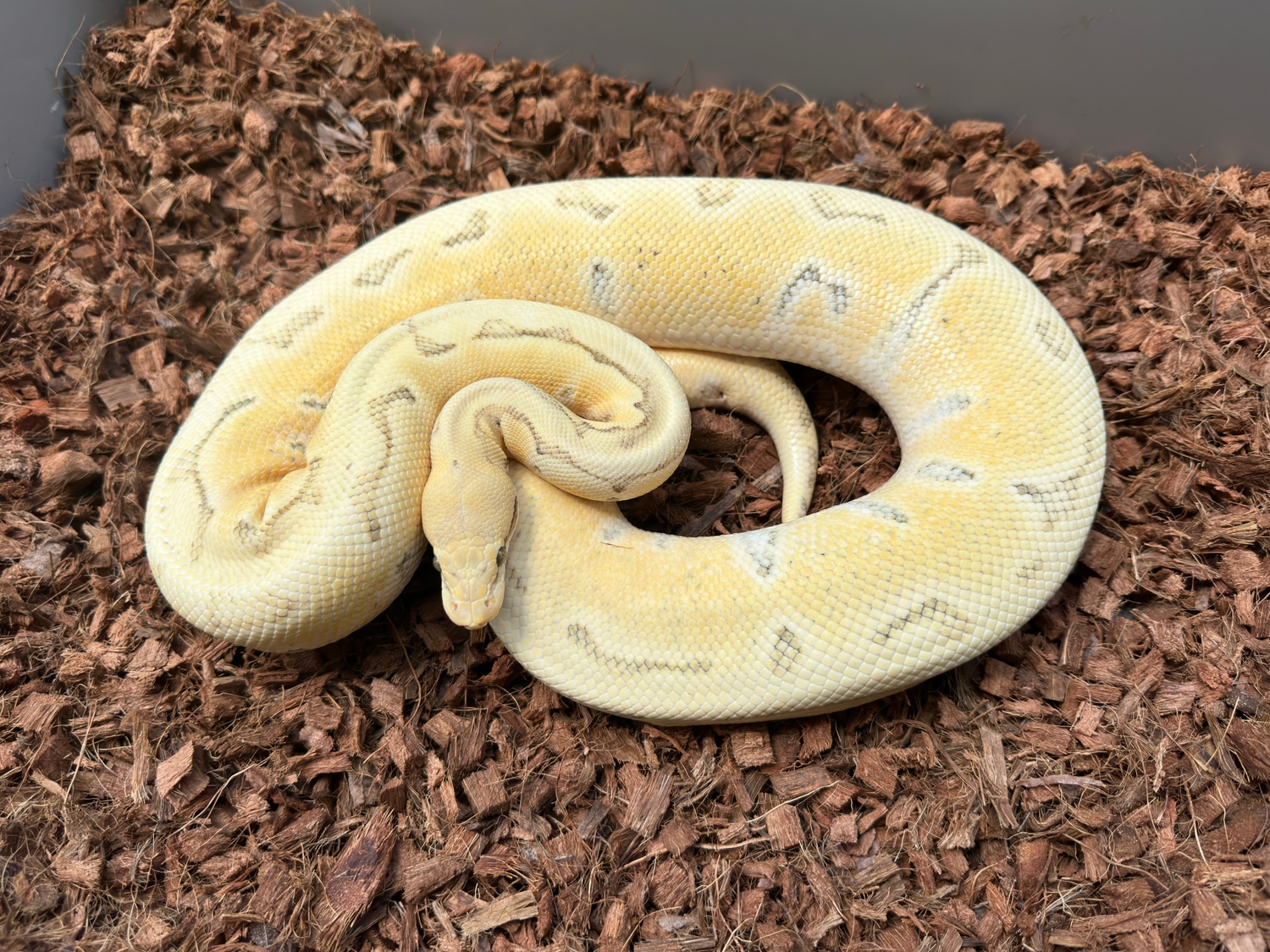 Proven Female Pastel Enchi Pinstripe Desert Ghost Ball Python by ...