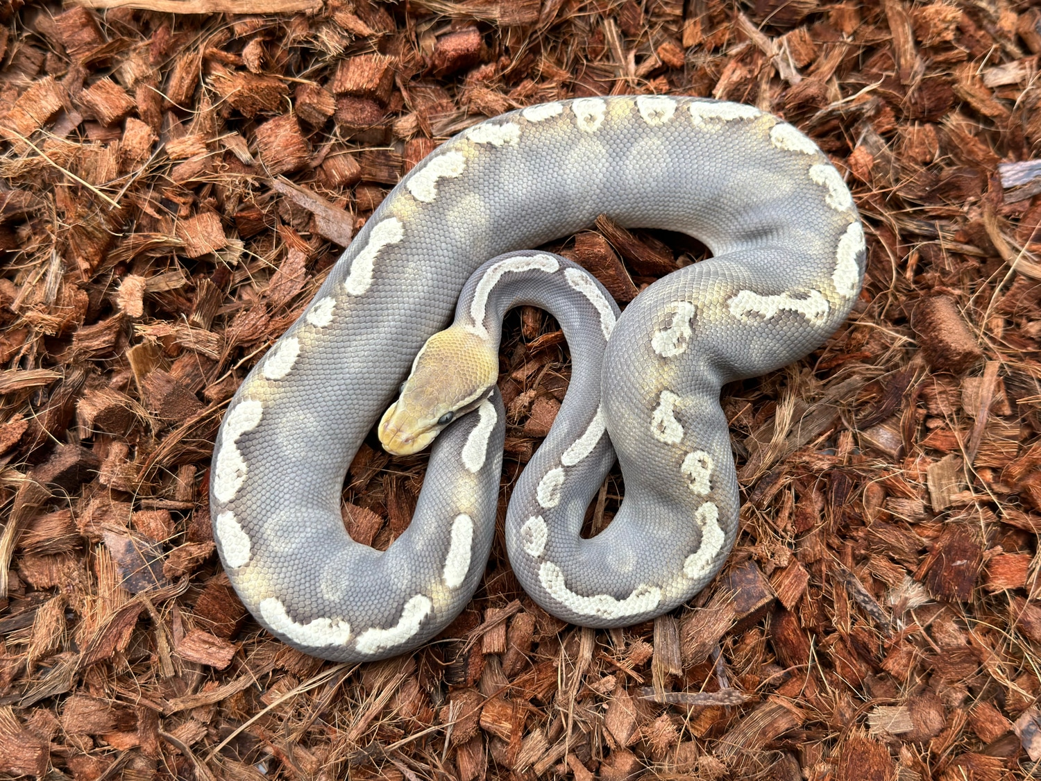 GHI Pastave Hypo Ball Python by Frameshift Reptiles LLC - MorphMarket