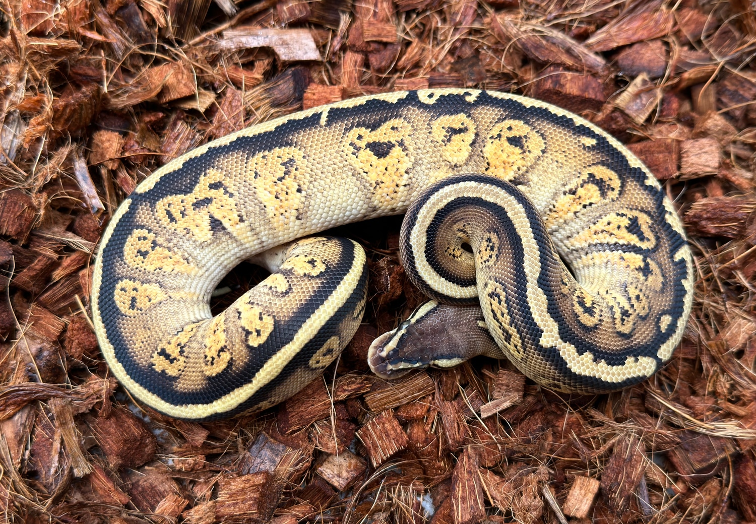 Pastel Red Stripe Cypress Pixel Het Genetic Stripe Ball Python by ...