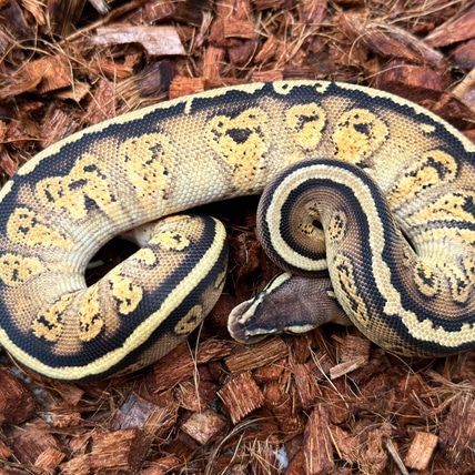 Orange Dream Spotnose Freeway Ball Python by Frameshift Reptiles LLC ...