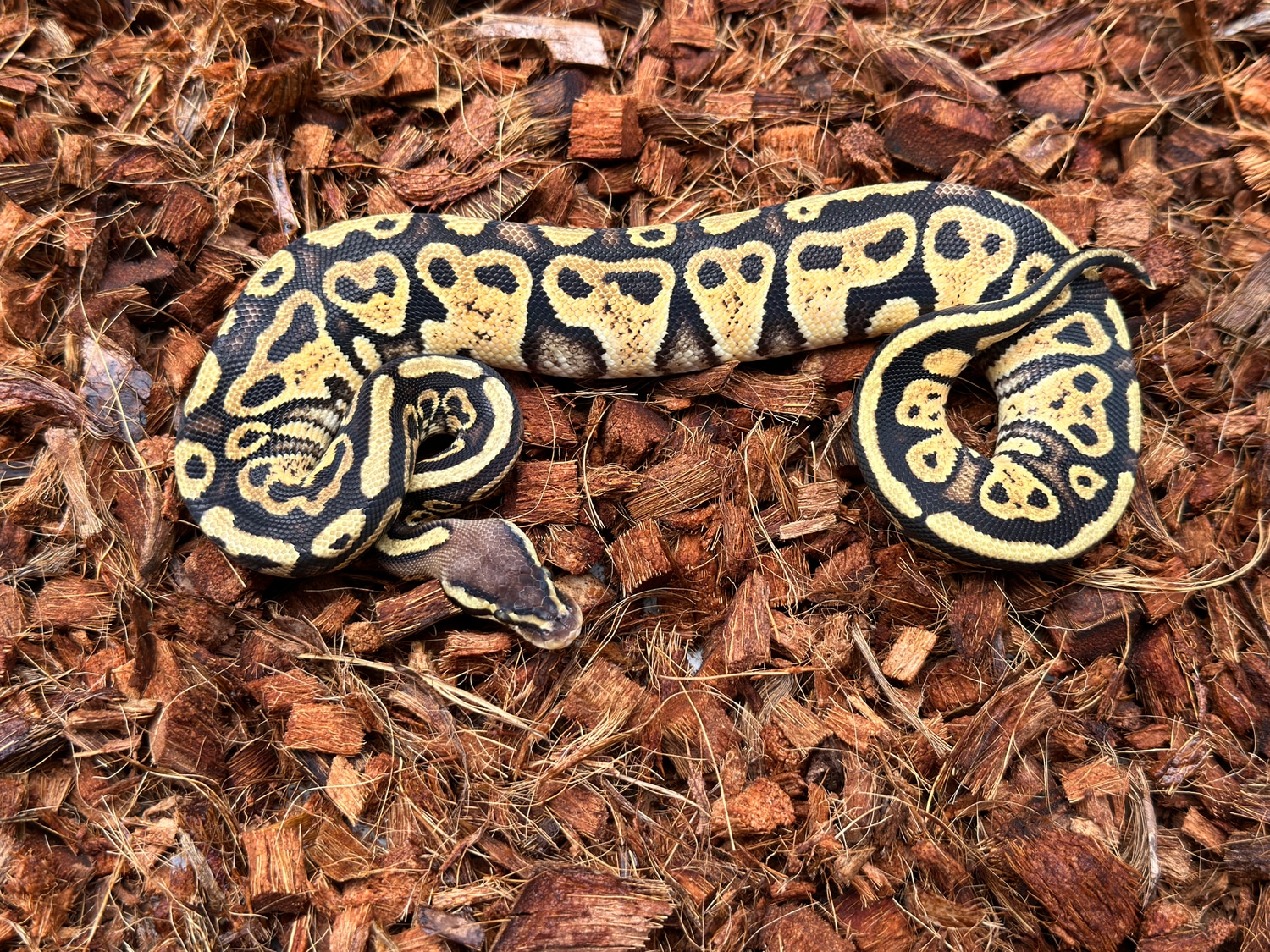 Pastel Cypress Pixel Het Genetic Stripe Ball Python by Frameshift ...