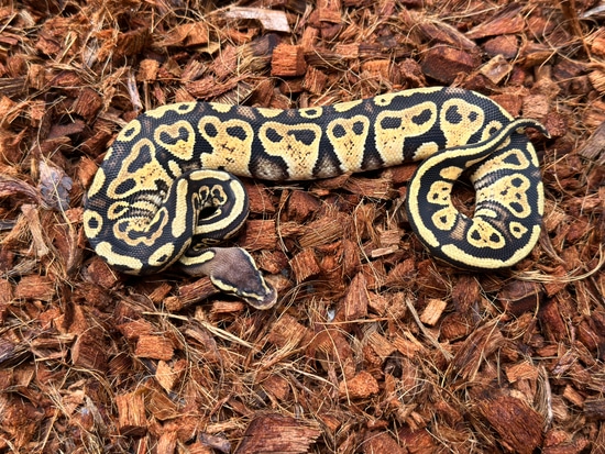 Pastel Cypress Pixel Het Genetic Stripe Ball Python by Frameshift Reptiles LLC