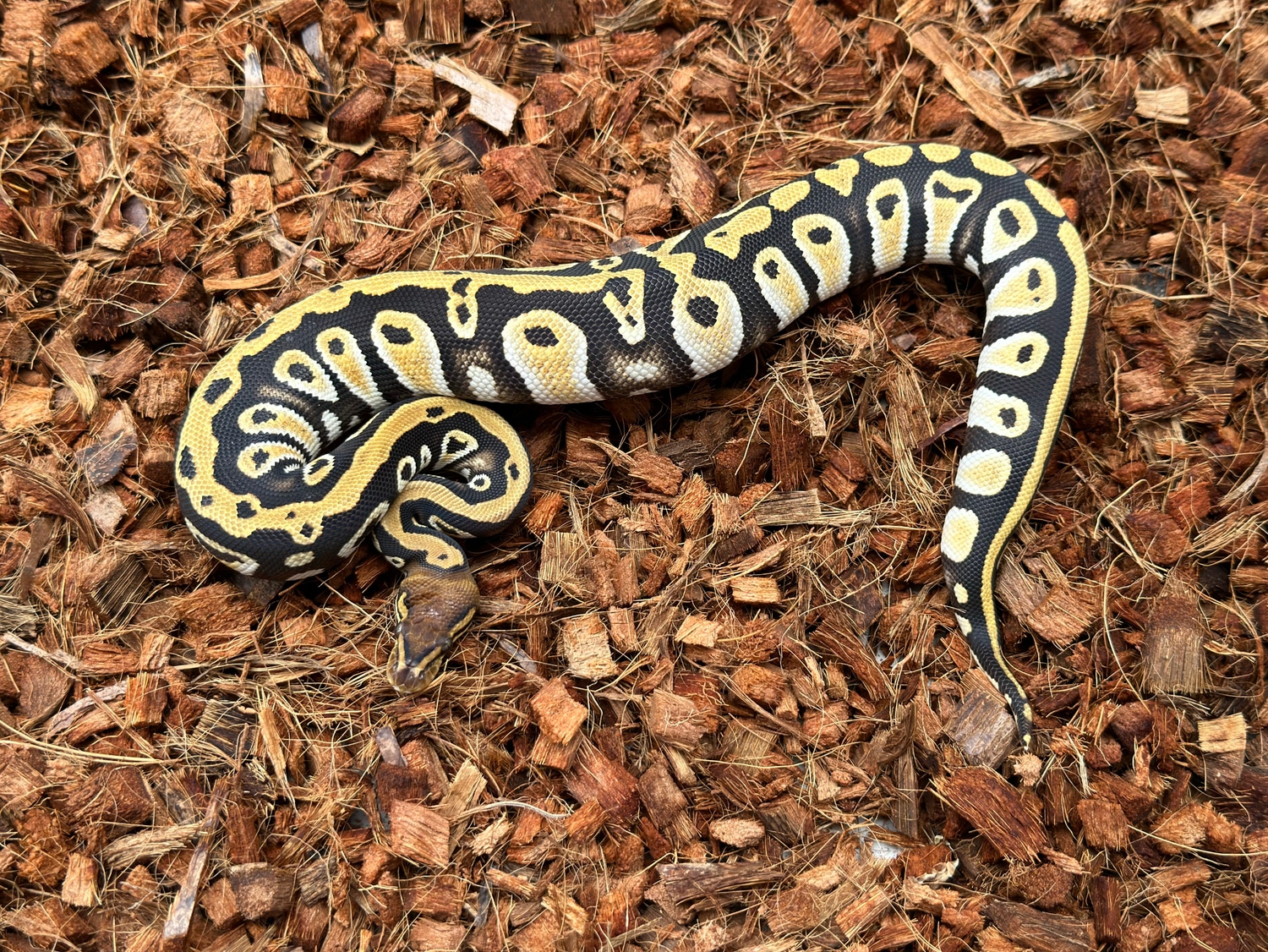 Cypress Orange Dream Lace Het Clown Ball Python by Frameshift Reptiles ...