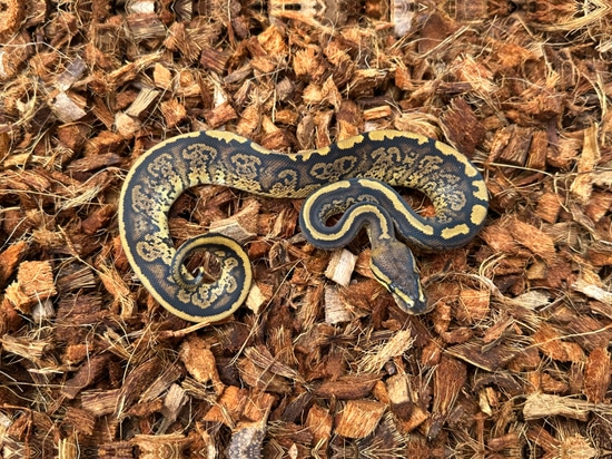 Red Stripe Pixel Het Piebald Ball Python by Frameshift Reptiles LLC