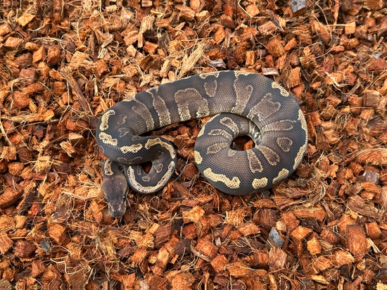 Wookie GHI Leopard Ball Python by Frameshift Reptiles LLC