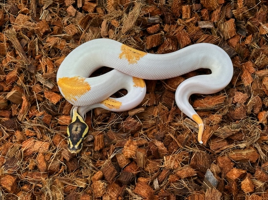 Pastel Orange Dream Specter Or Yellowbelly Pied Ball Python by ...