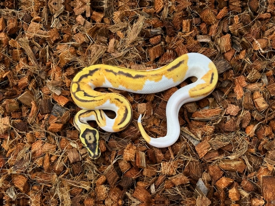 Pastel Enchi (Prob Orange Dream) Specter Or Yellowbelly Pied Ball ...