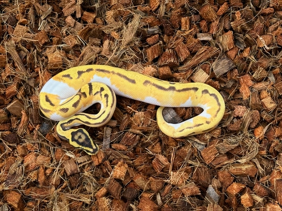 Pastel Orange Dream Enchi Specter Or Yellowbelly Pied Ball Python by ...