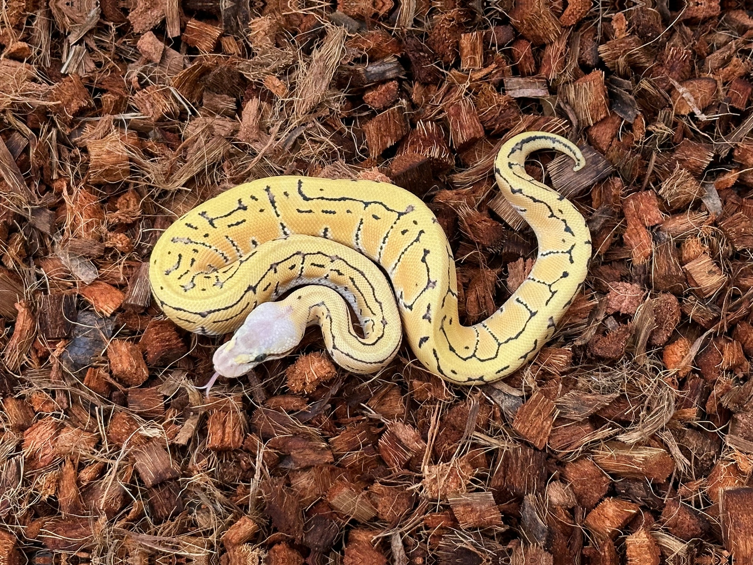 Lemonblast Desert Ghost Het Clown Ball Python by Frameshift Reptiles LLC - MorphMarket