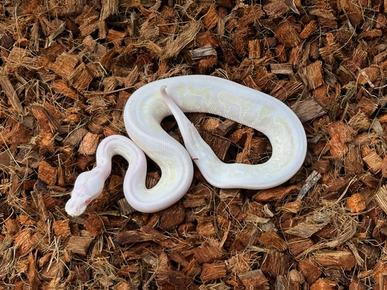 Albino Trick Black Head Ball Python by Frameshift Reptiles LLC