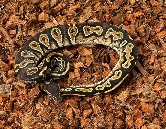 Blackhead Trick Ball Python by Frameshift Reptiles LLC