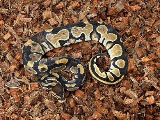 Orange Dream Wookie Ball Python by Frameshift Reptiles LLC